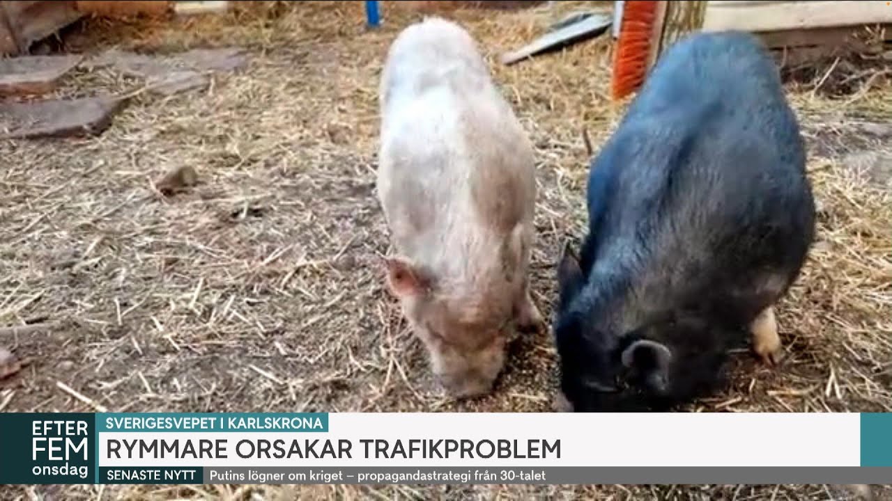 Rymmande minigrisar orsakar trafikproblem | Efter fem | TV4 & TV4 Play ...