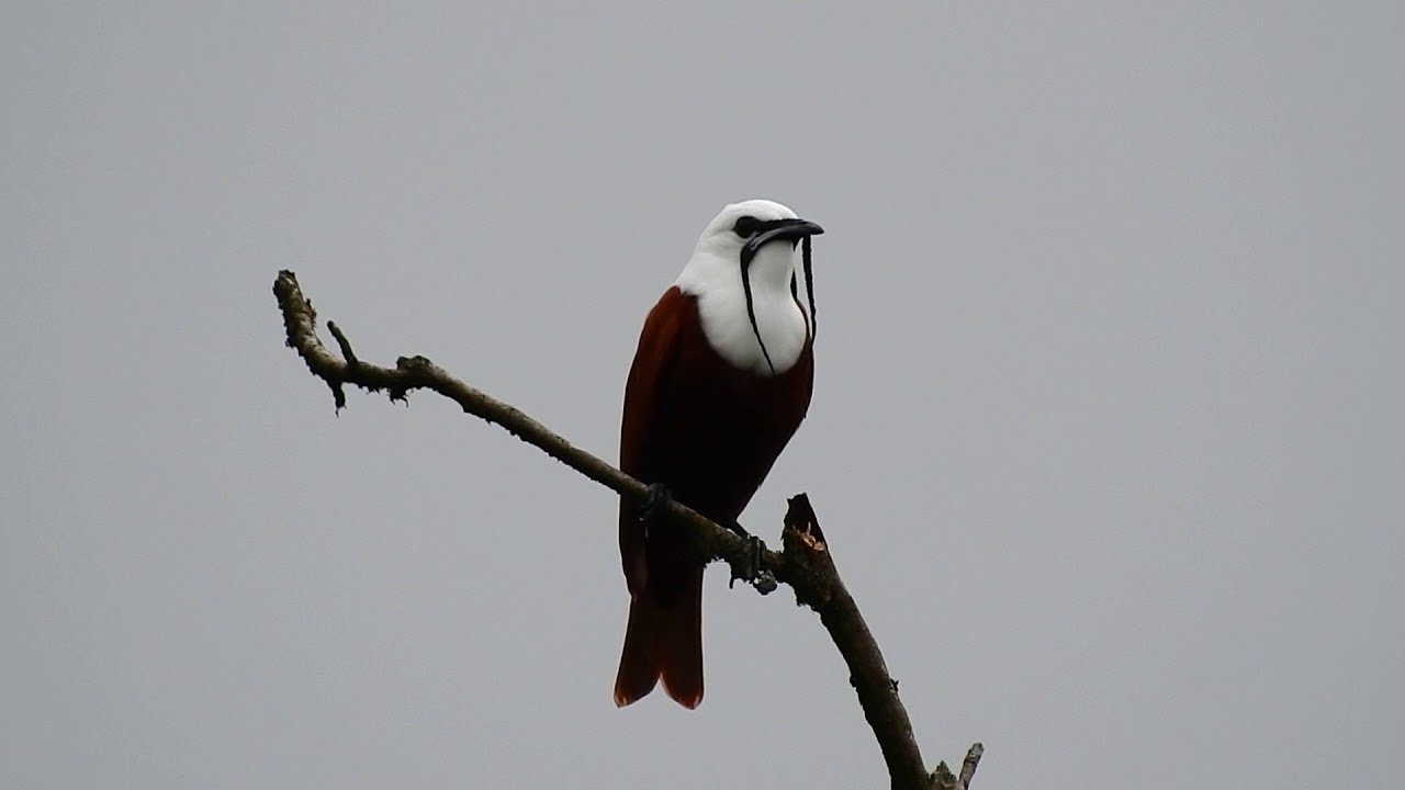 3 wattled Bellbird from Costa Rica terrtorial call 2 - YouTube
