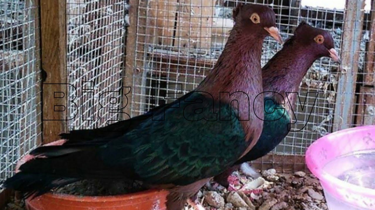 World Unique Amazing Fancy Pigeon varieties breeder || fancy pigeon ...