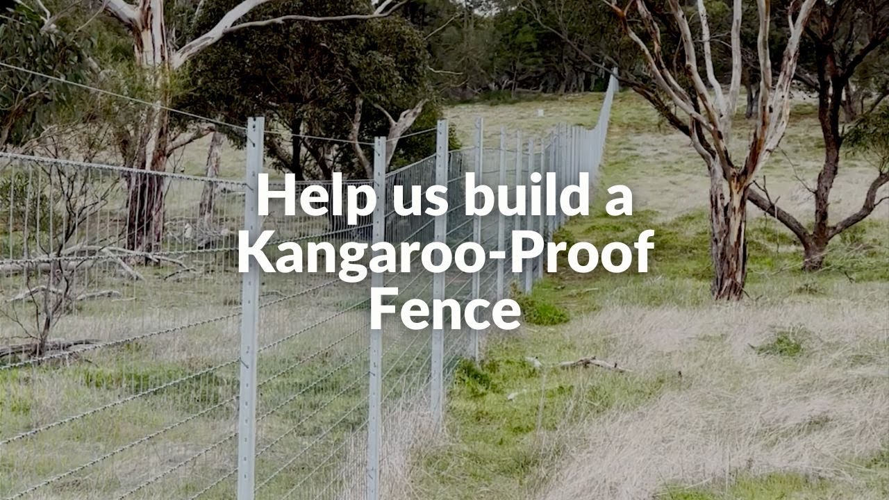 Kangaroo-Proof Fence | Fundraising Project | Bio·R - YouTube