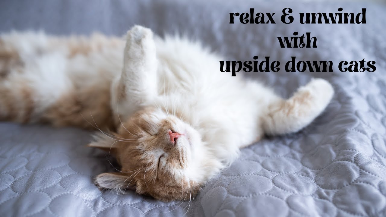 relax & unwind with upside down cats! - YouTube