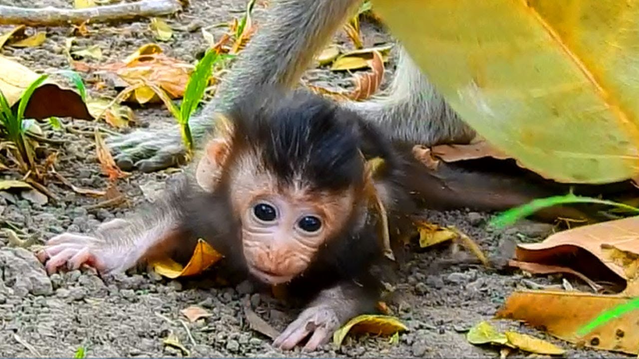 Baby Duke Is Strong & Healthy, This Is Million Lucky Baby Monkey Of ...
