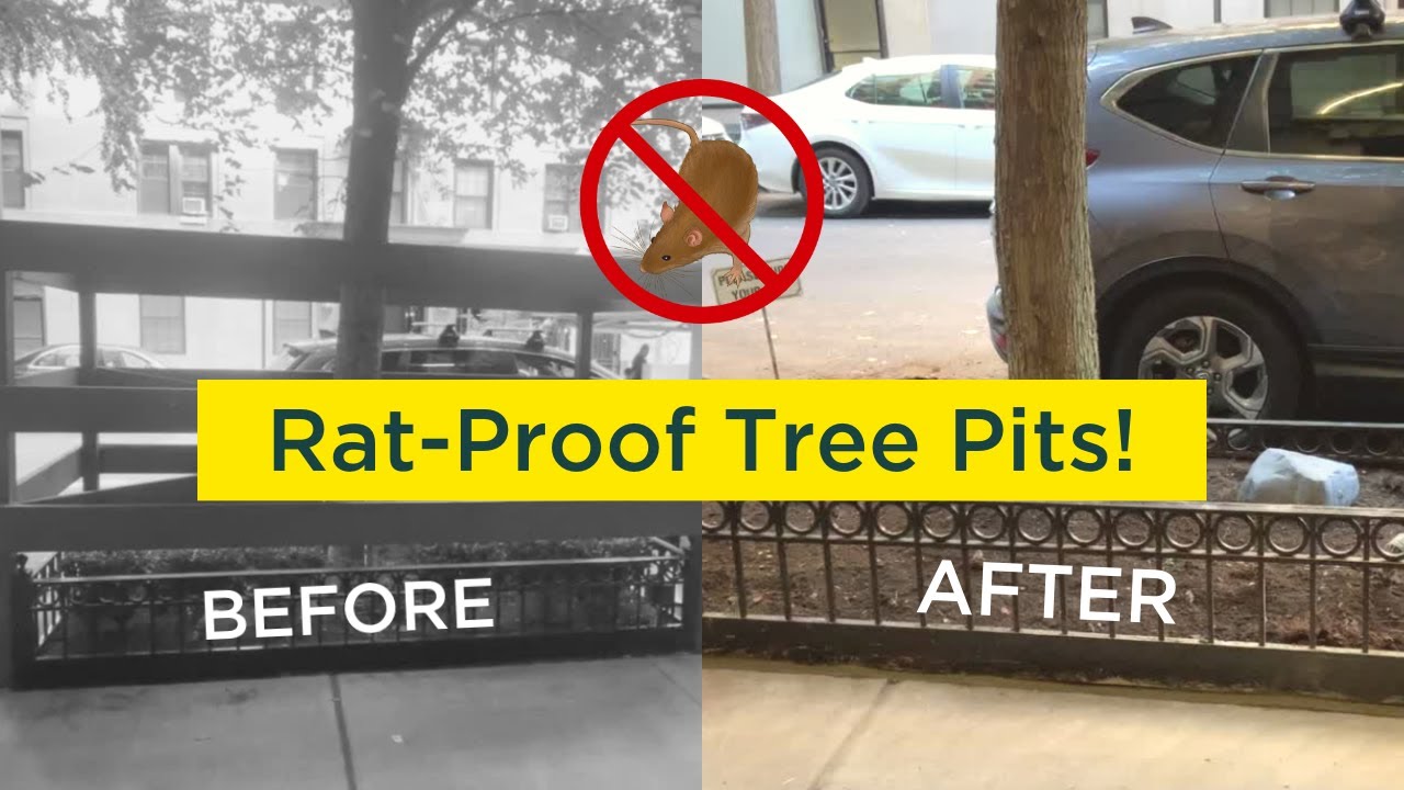 Keep NYC Rats off Your Street by Rat-Proofing Tree Pits (No More Rat ...