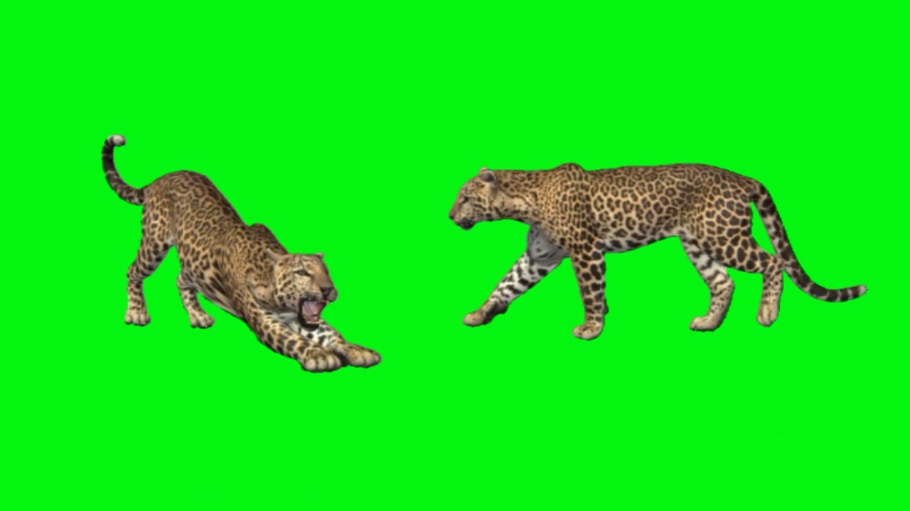 Hd Quality Leopard Animal Posing Green Screen Video No Copyright Issue ...
