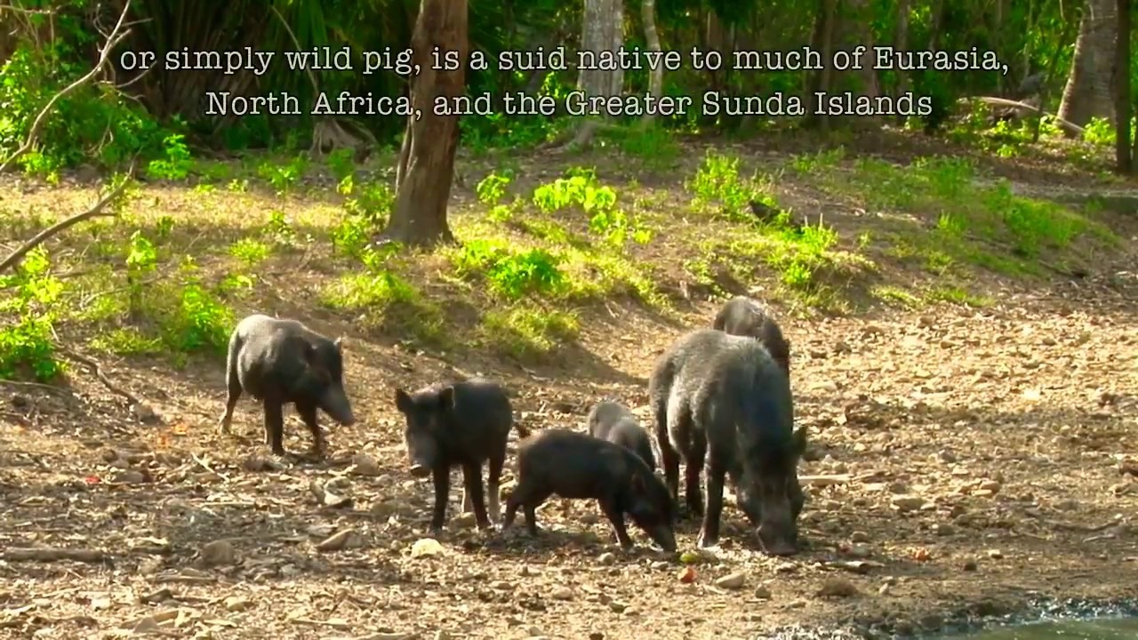 Babi celeng / Babi hutan / Wild boar (Sus Scrofa) - YouTube