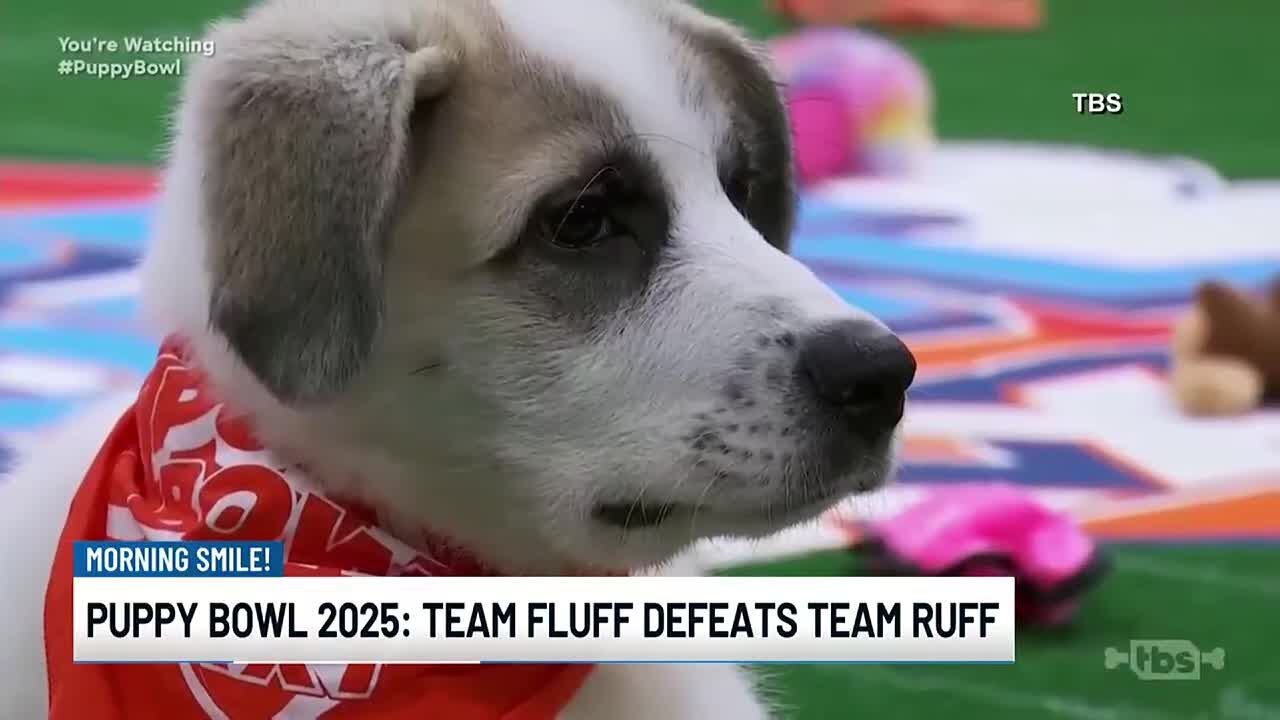 Morning Smile: Team Fluff wins 2025 Puppy Bowl - YouTube