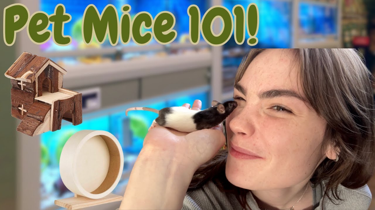 How To: Pet Mouse Basics! Meet Po :) - YouTube