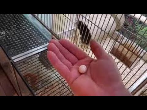 Kayıp bir kuş yumurtasını hayata kazandırmaya çalışan adam
