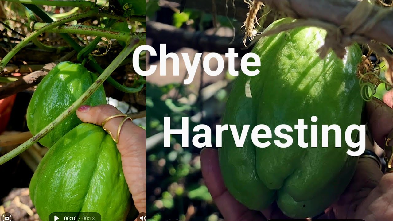 Chyote Growing & Harvesting👍 #containergardening #gardening # ...