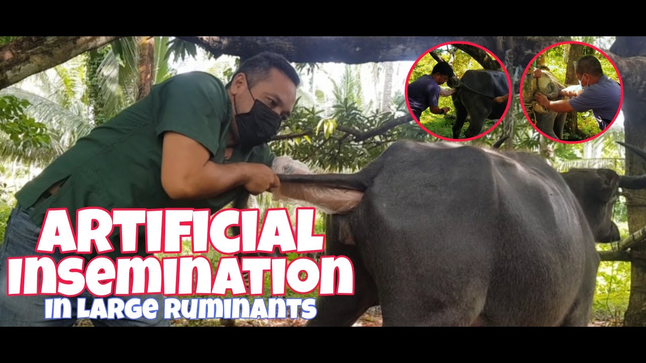 ARTIFICIAL INSEMINATION IN LARGE RUMINANTS | GENETIC IMPROVEMENT ...