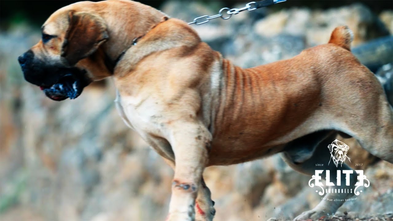 Big Show MASSIVE Boerboel HUGE Male - YouTube