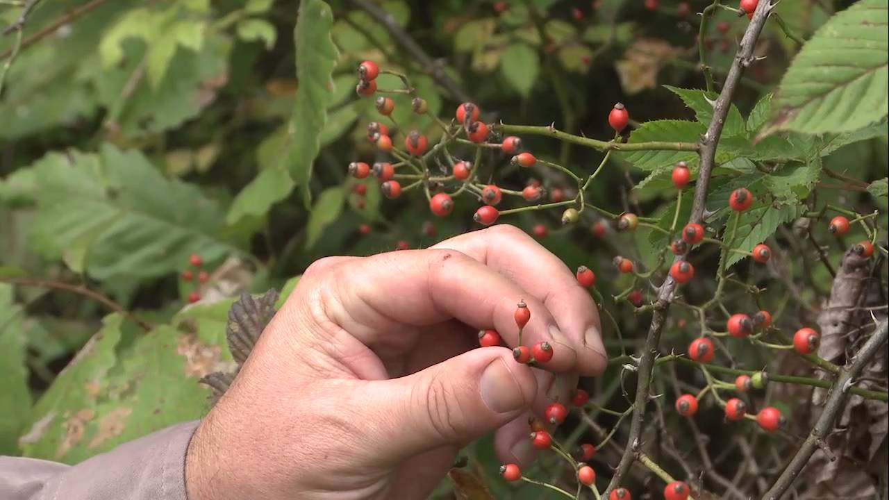 Identify 5 Wild Edible Plants - YouTube