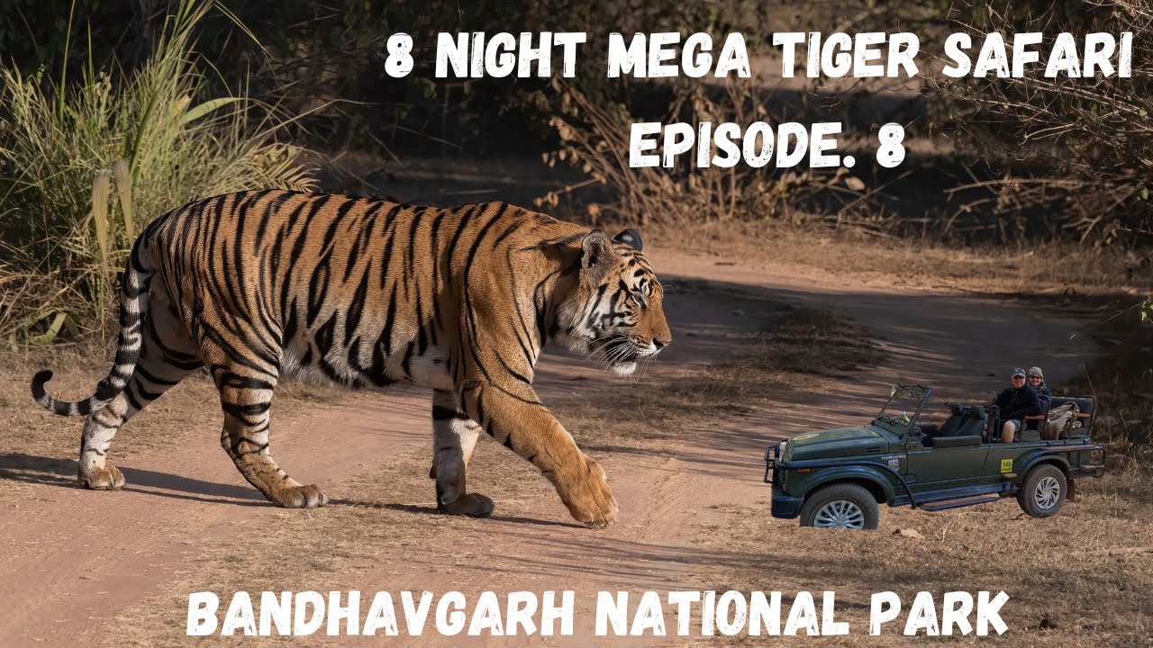 8 Night Mega Tiger Safari - Bandhavgarh National Park - Ep.8 - YouTube