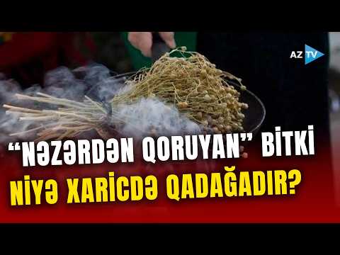 Üzərlik tüstüsü ZƏRƏRLİDİR? - Bu bitki haqqında BİLMƏDİKLƏRİMİZ: Nazirlikdən vətəndaşlara MÜRACİƏT