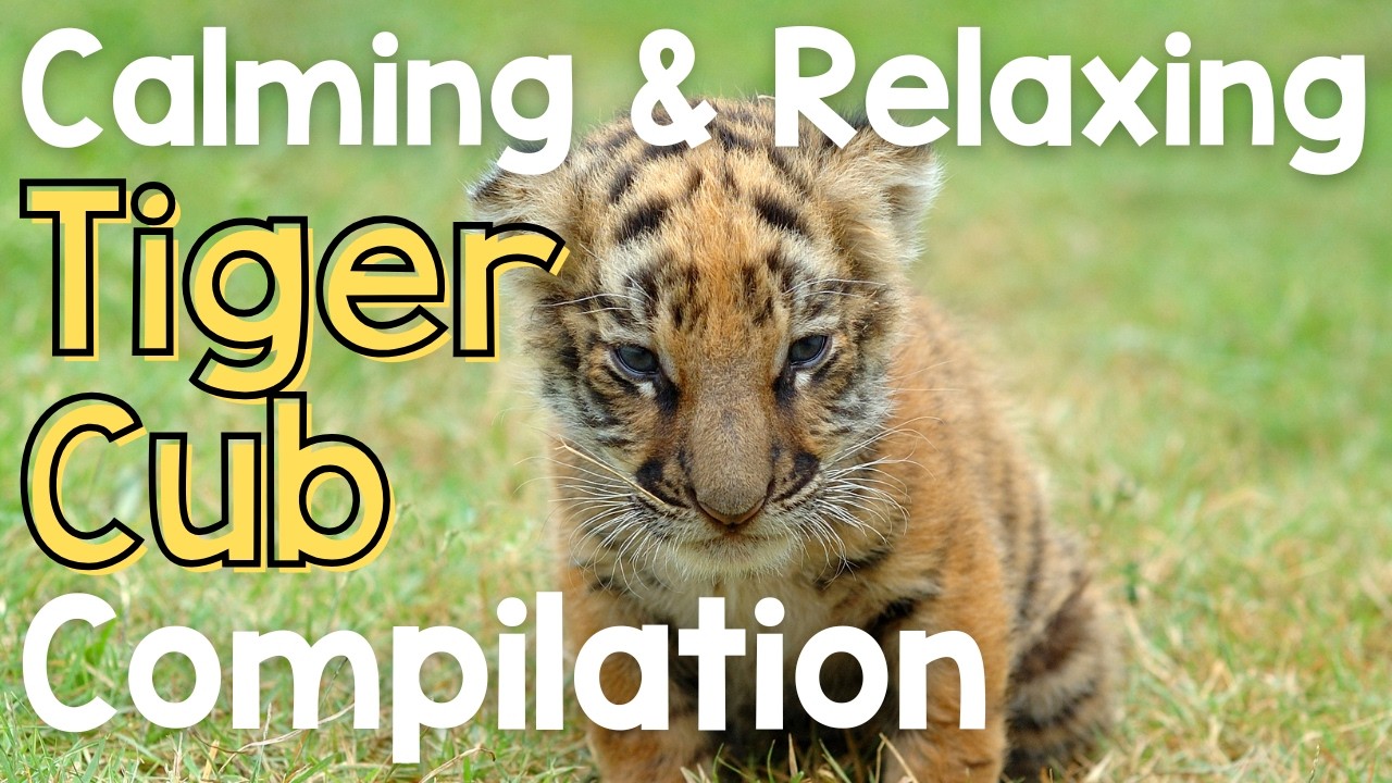 Calming and Relaxing Tiger Cub Compilation - YouTube