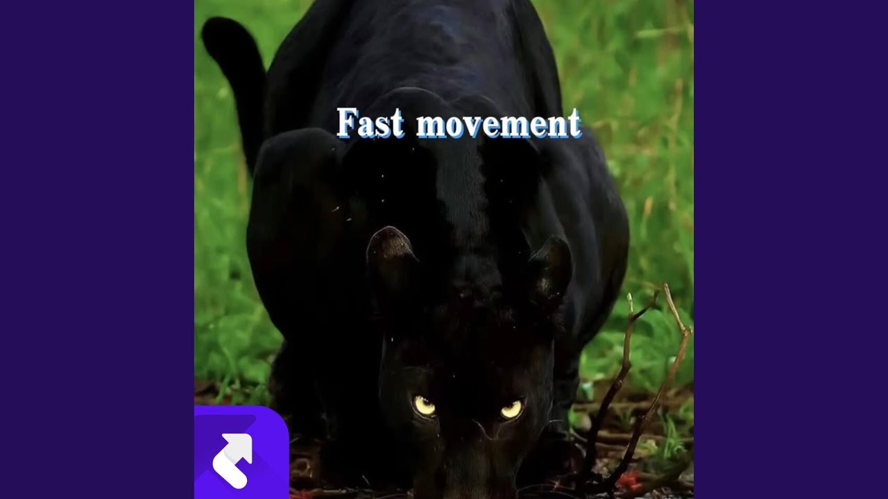 Fast movement (魅眼) - YouTube