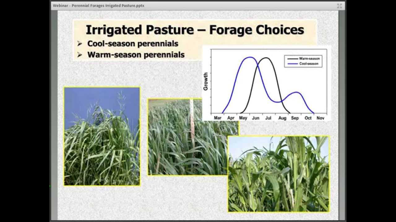 Perennial Forages for Irrigated Pasture 1 0 - YouTube