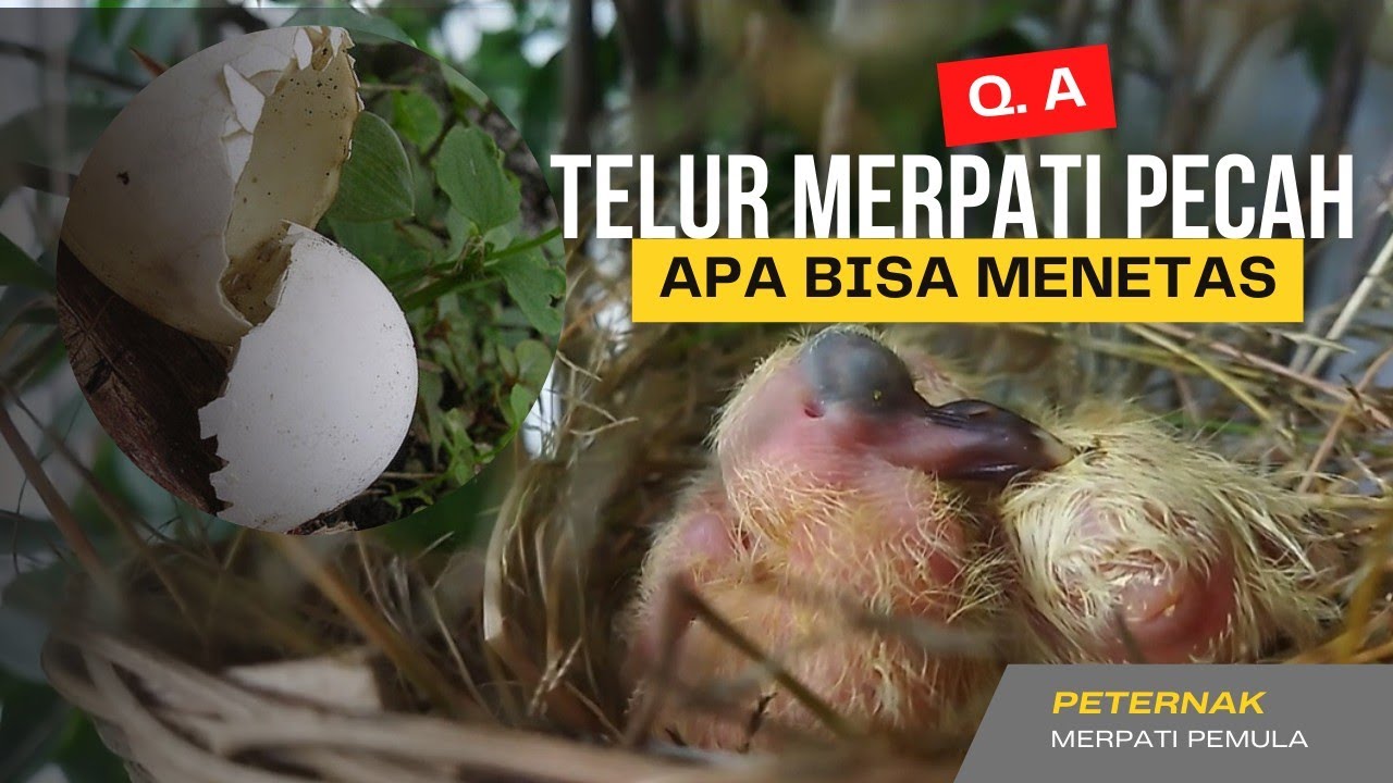 Cara Agar Telur Merpati Cepat Menetas: Tips dan Pembahasan Lengkap