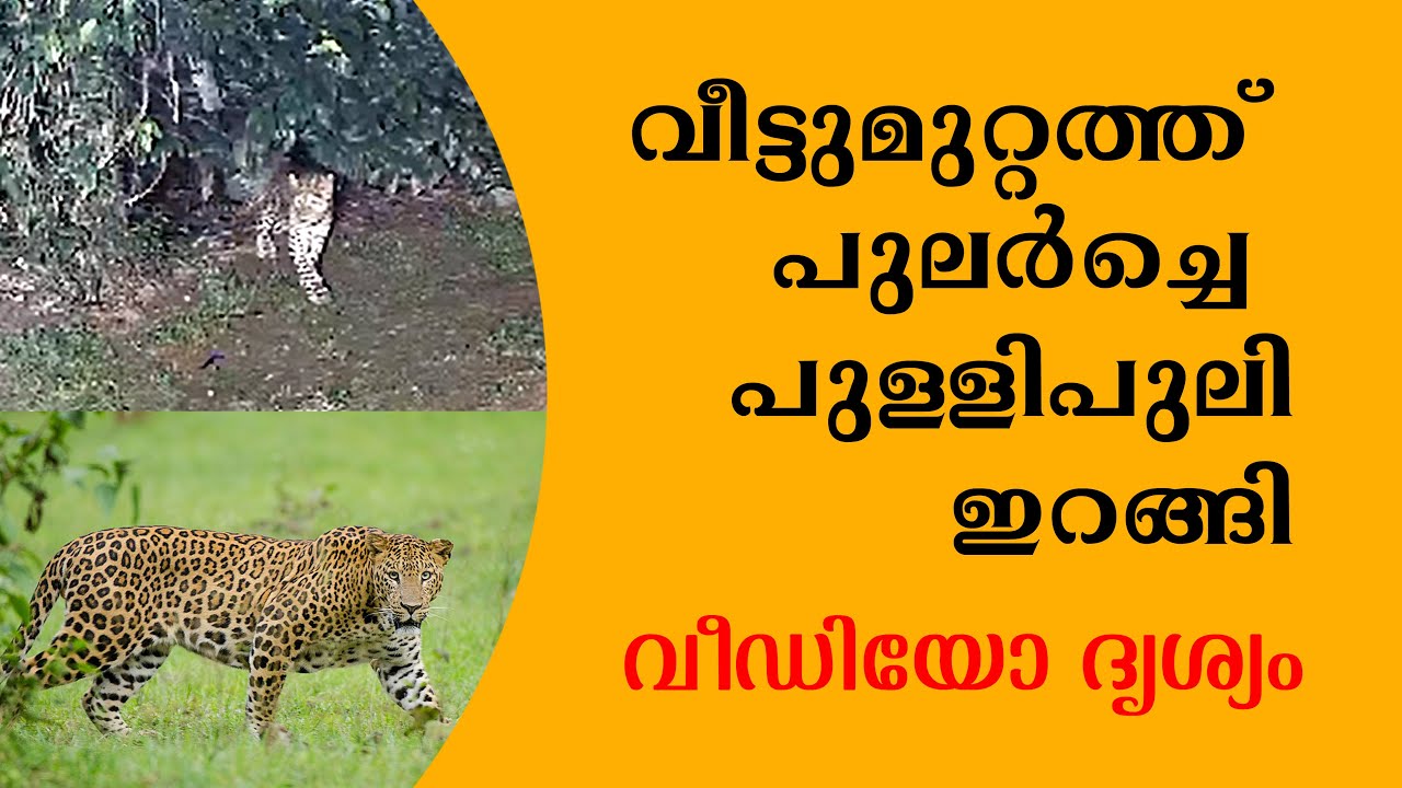Pullipuli | leopard | വീട്ടുമുറ്റത്ത് പുലര്‍ച്ചെ പുള്ളിപുലി ഇറങ്ങി ...