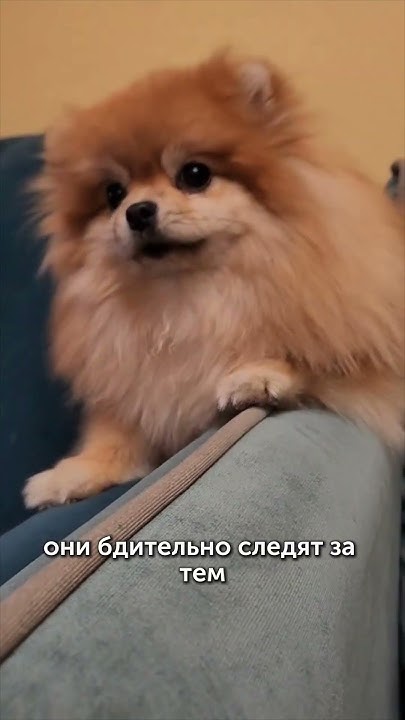 САМЫЕ ГРОМКИЕ СОБАКИ Youtube