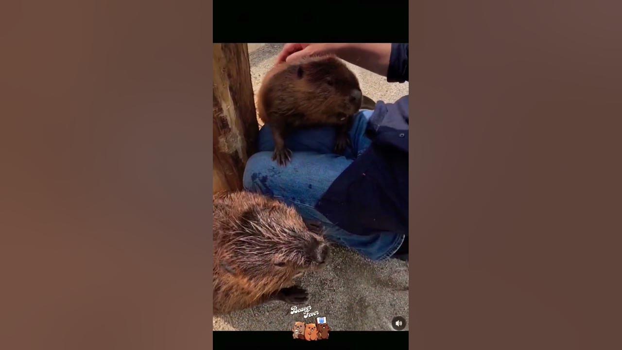 snack time 🥕🦫 #shortsfeed #cute #shortsvideo #beavers #animals #shorts ...