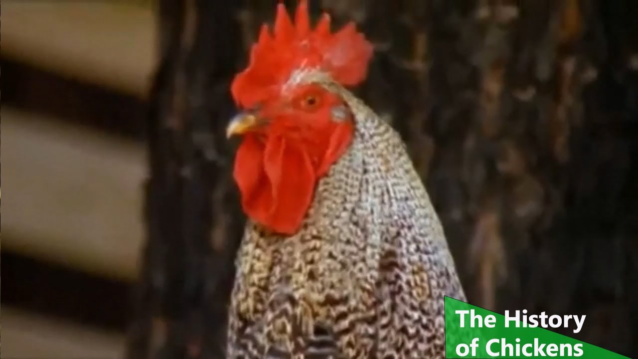 The Natural History of Chickens (Nature Documentary) - YouTube