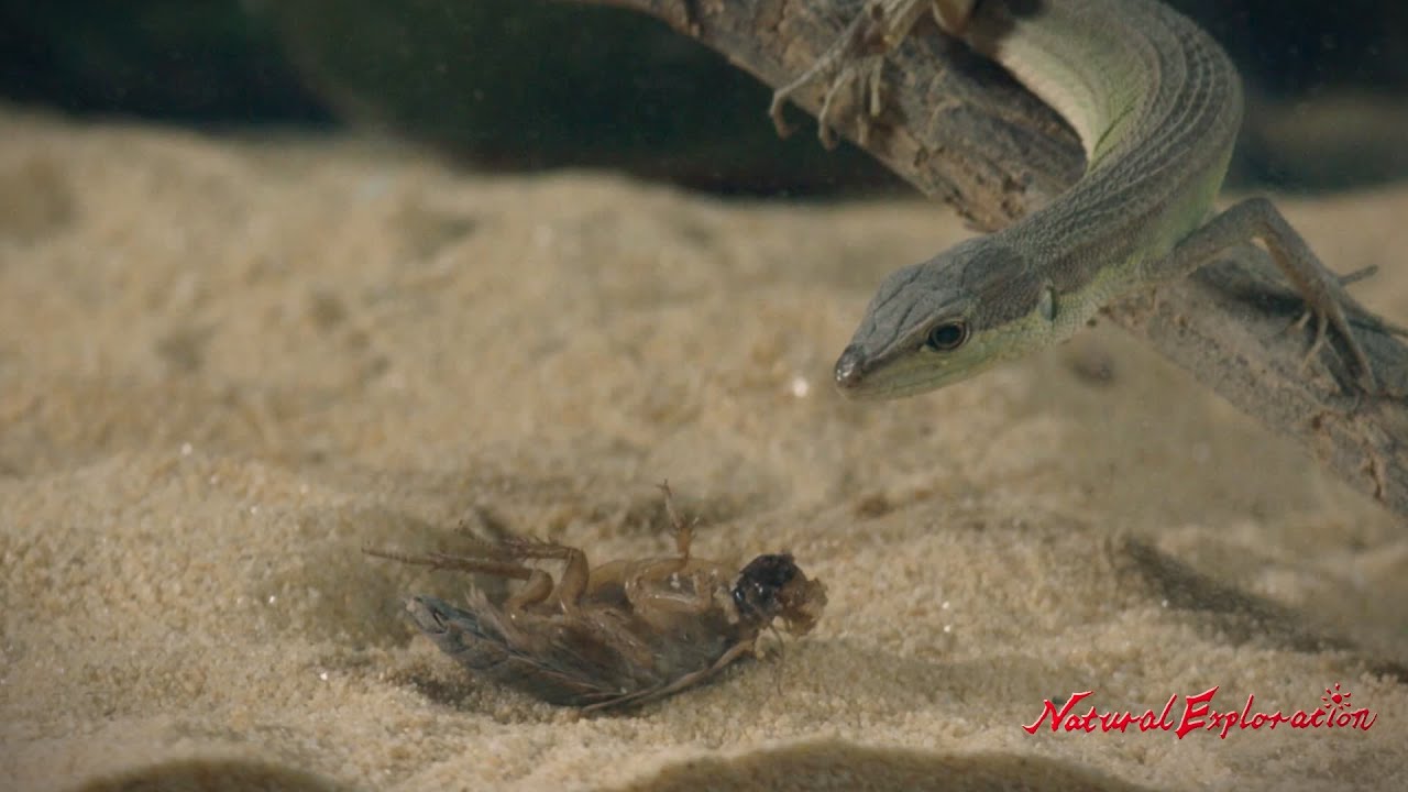 [Reptiles] The long-tailed lizard challenged the giant cockroach and ate the head of the ...
