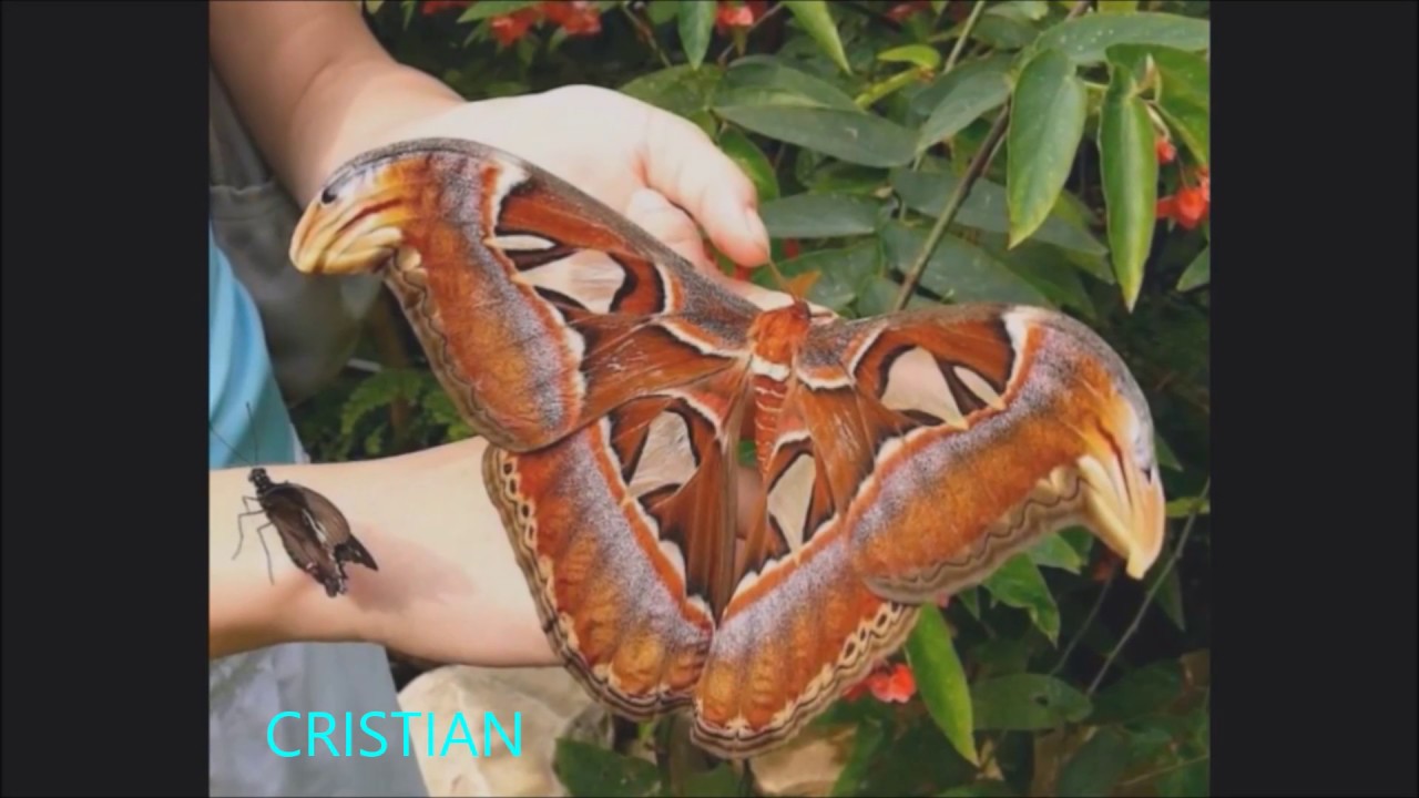 CELE MAI MARI ANIMALE DIN LUME - YouTube