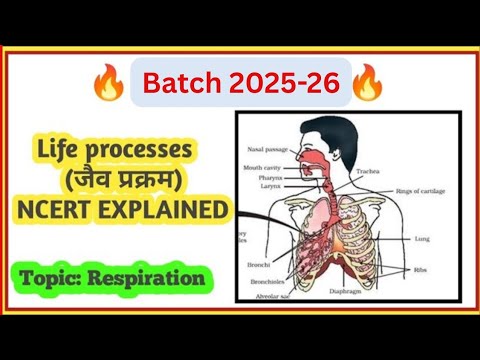 Life Processes / Respiration /Full detailed explanation /NCERT/Science ...