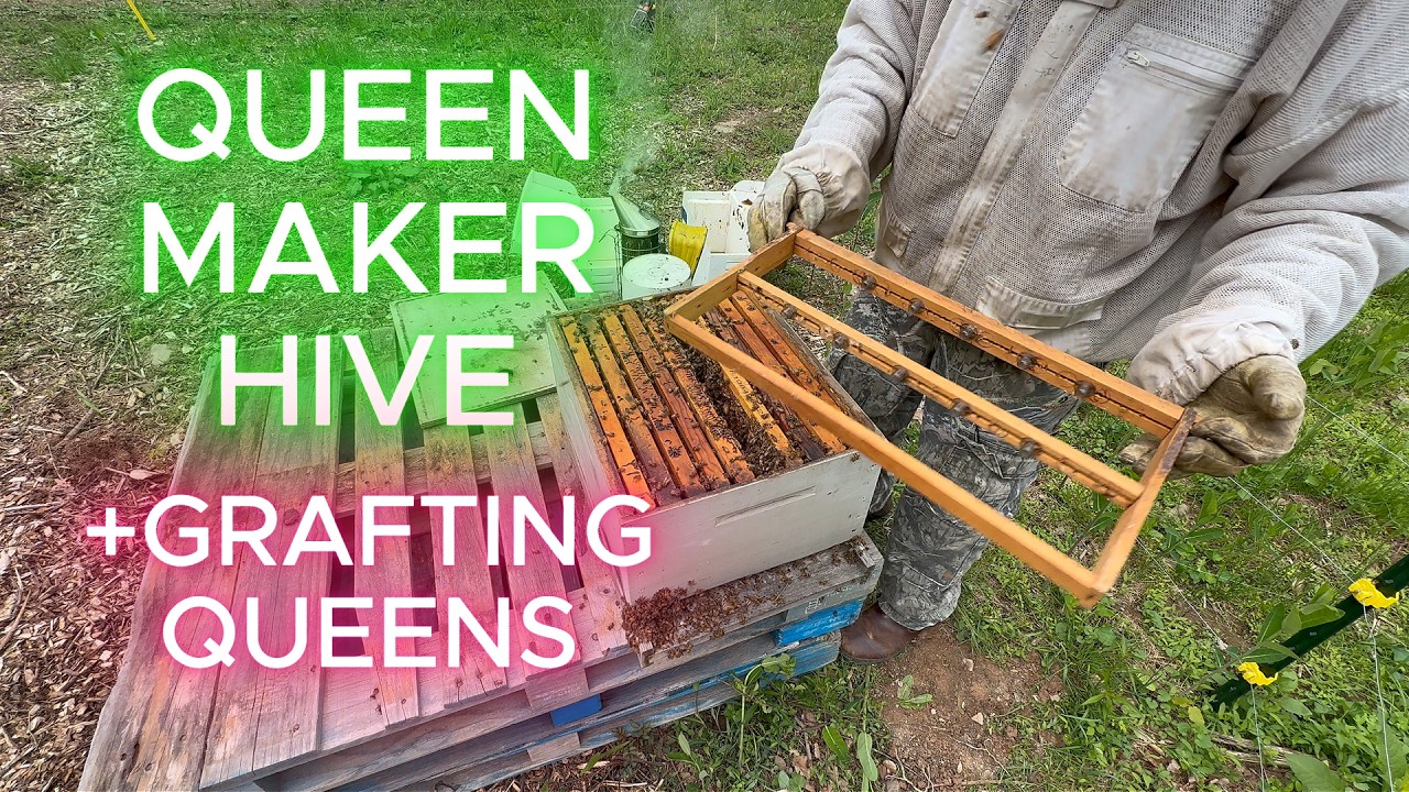 How to Build a Queen Cell Builder and Graft Queens | Full 49‑Minute ...