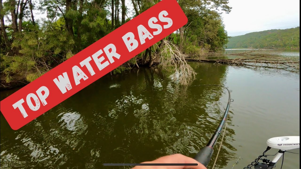 Top Water Bass Action - YouTube