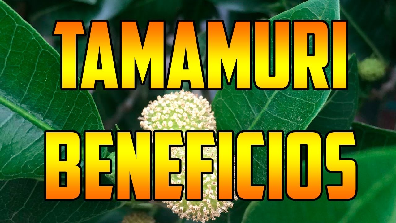 TAMAMURI #benefits Brosimum acutifolium 🌿 ¿PARA QUE SIRVE ? 🌿Usos🌿 # ...