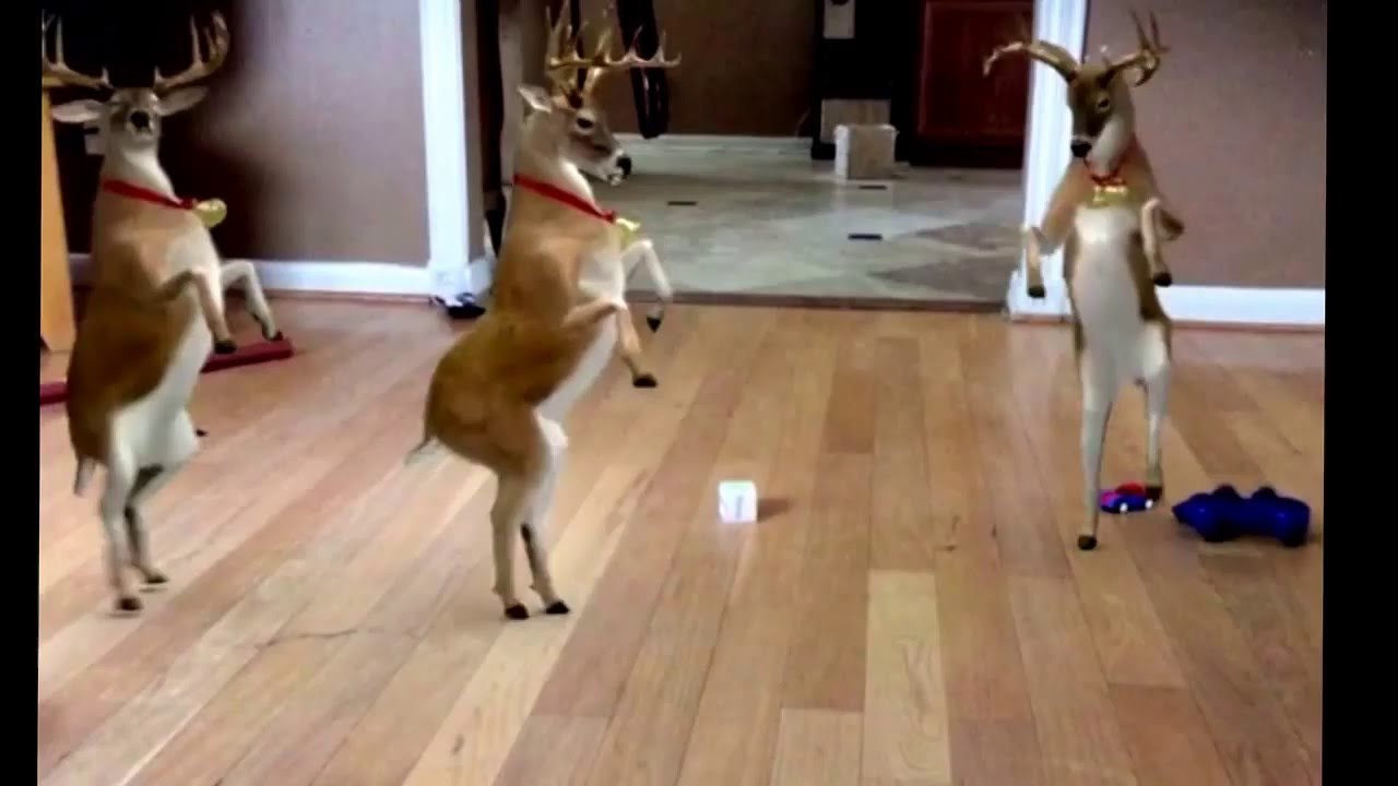 Fun dancing deer - YouTube