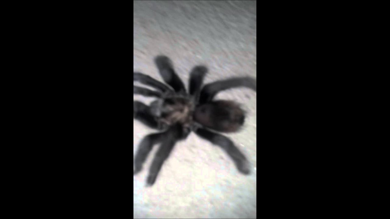 Big fat tarantula - YouTube