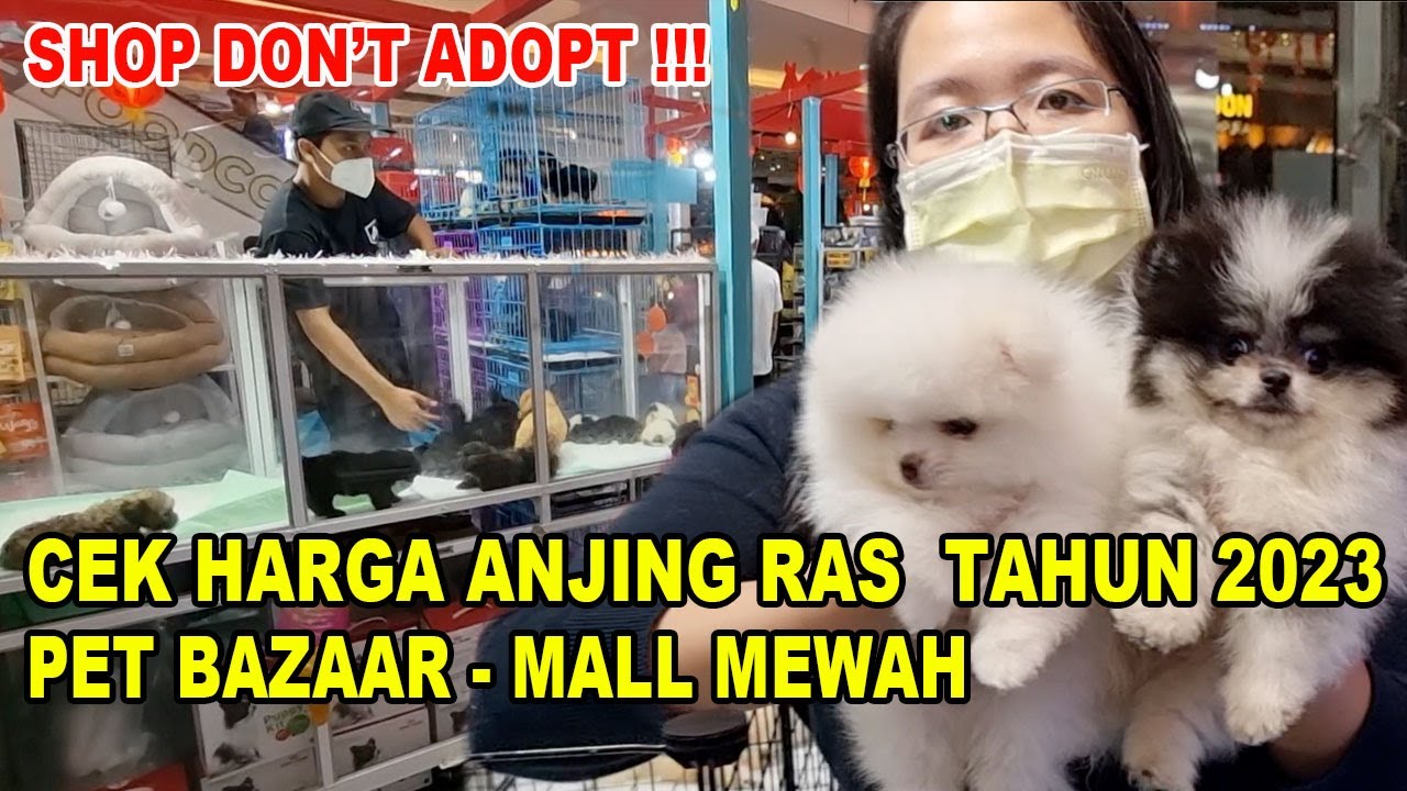 Harga Anjing Ras Terkini DI Pet Bazaar Mall Mewah - Tahun 2023 - YouTube