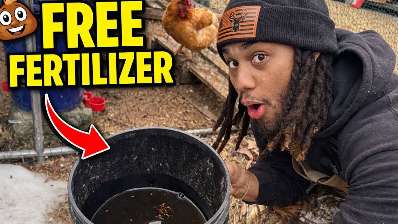 Homemade Liquid Fertilizer (From Chicken Poop) - YouTube