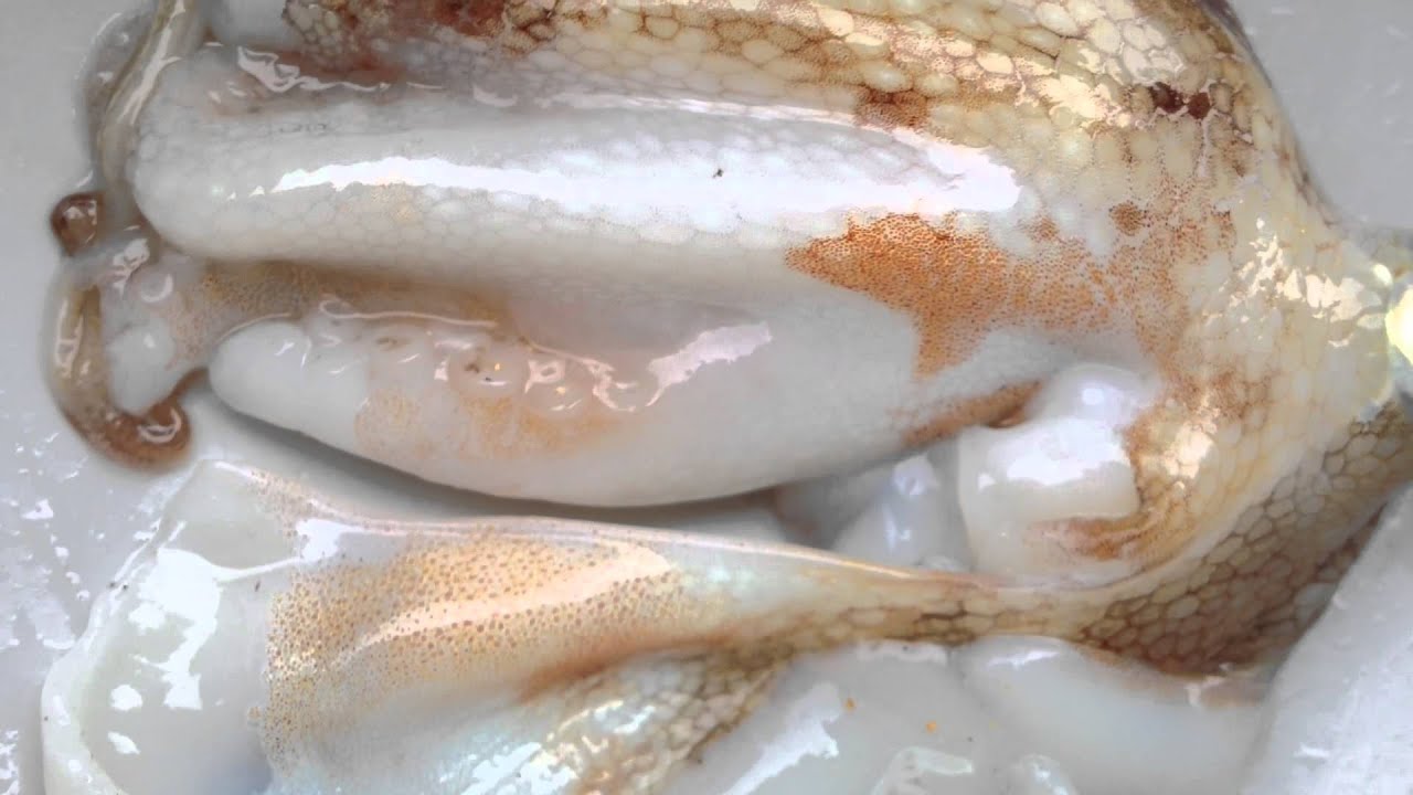 Squid Changing Color when Dying - YouTube