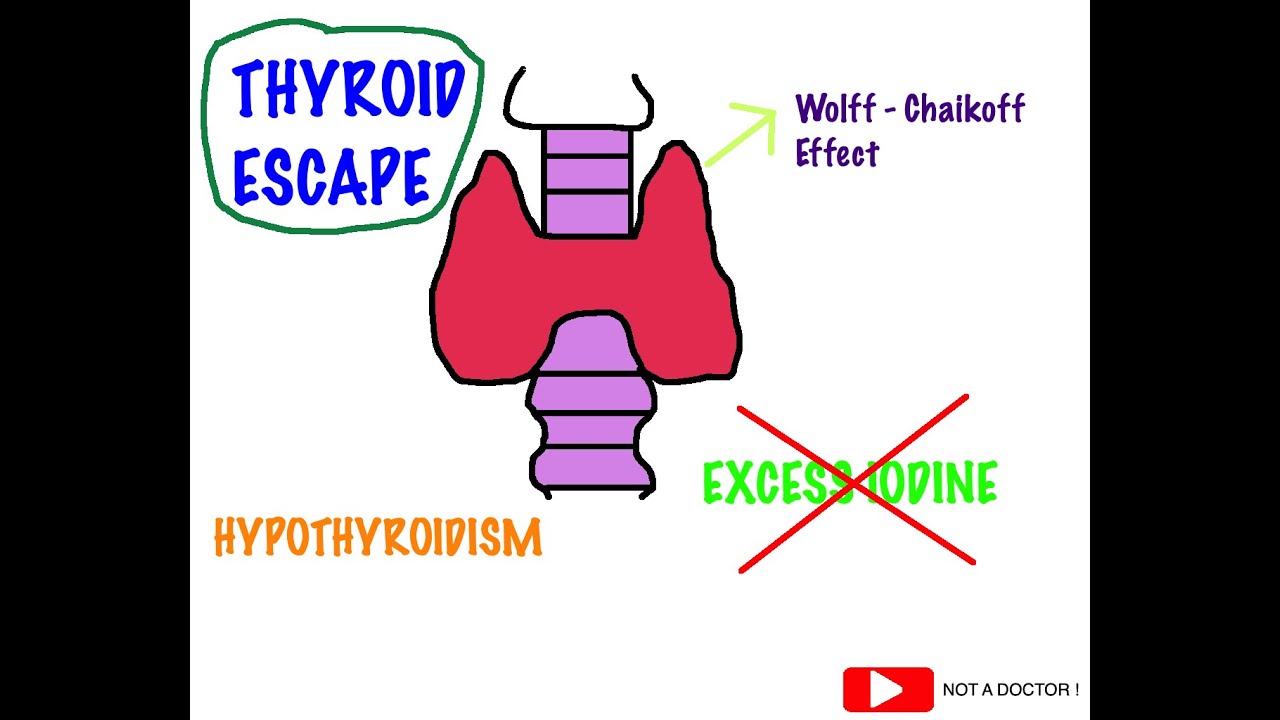 THYROID ESCAPE in 5 minutes | WOLFF CHAIKOFF EFFECT | EXCESS IODINE ...