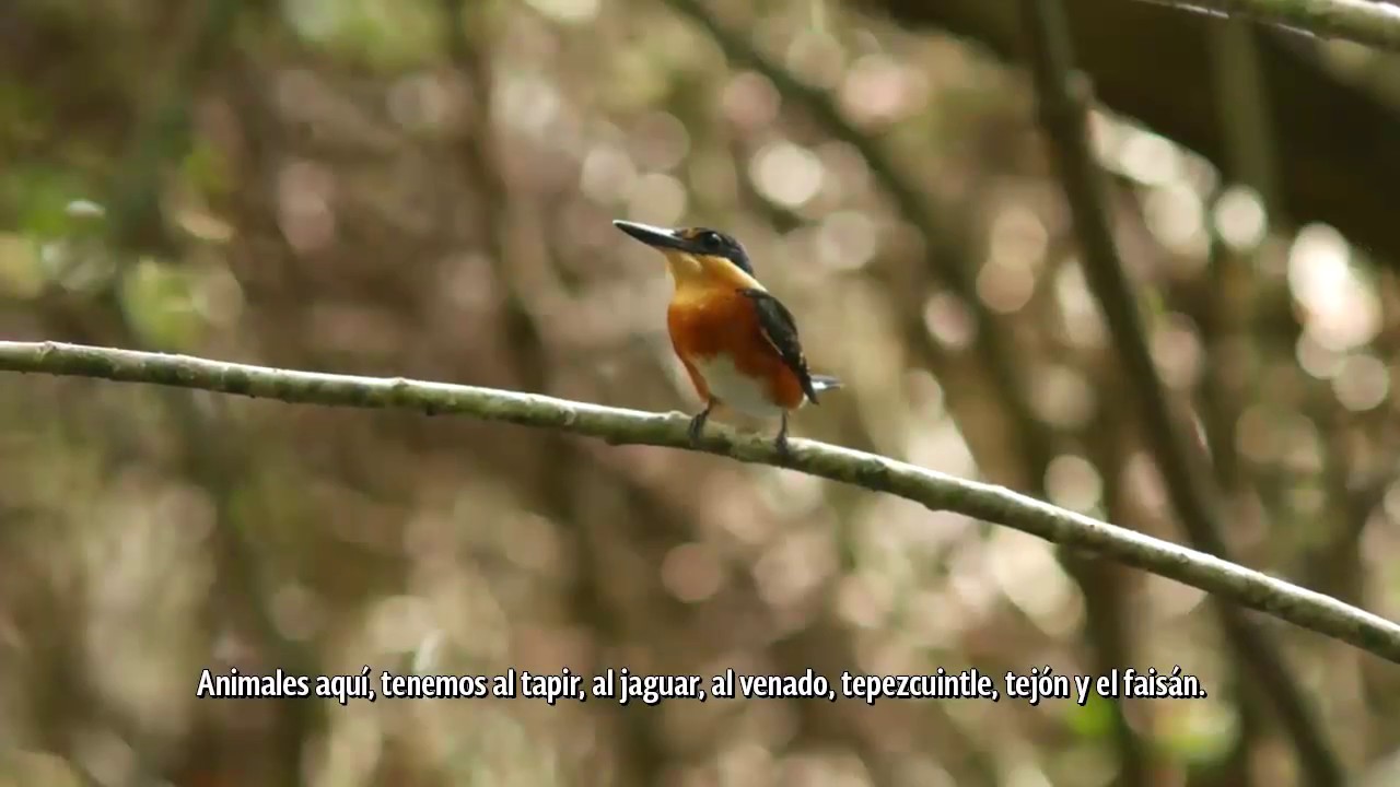 Bosque Relicto: Bosque de El Huasteco, en Felipe Carrillo Puerto ...