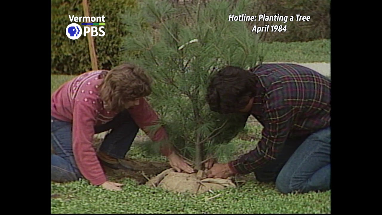 FTA - Hotline: Planting a Tree | Circa April 1984 - YouTube
