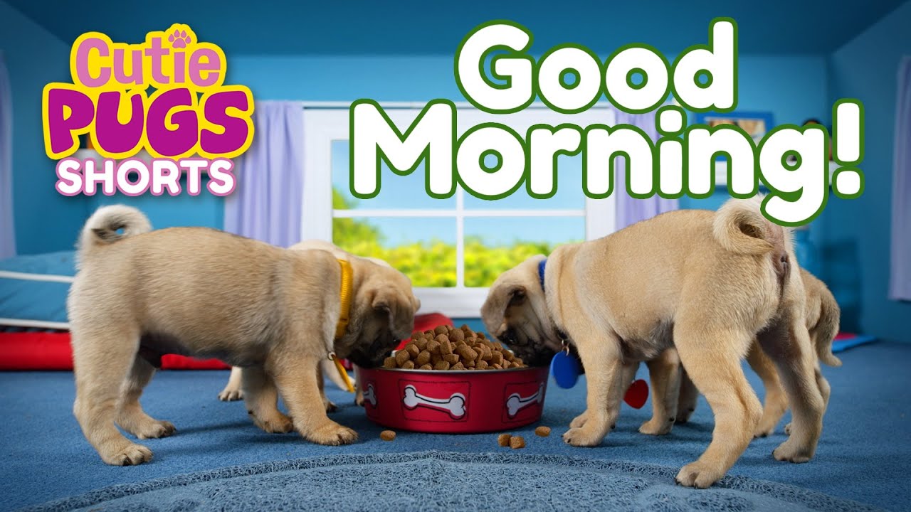 Good Morning! | Cutie Pugs🐶 | Animals for Kids🐾 - YouTube