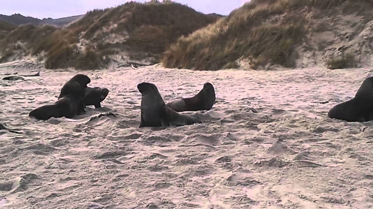 Sandfly beach - YouTube