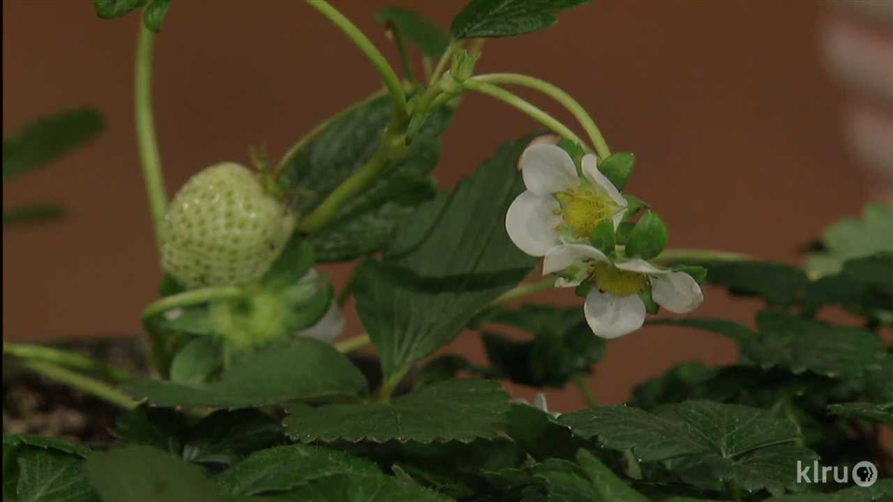 Tricky Plants | Amanda Moon, It's About Thyme | Central Texas Gardener ...