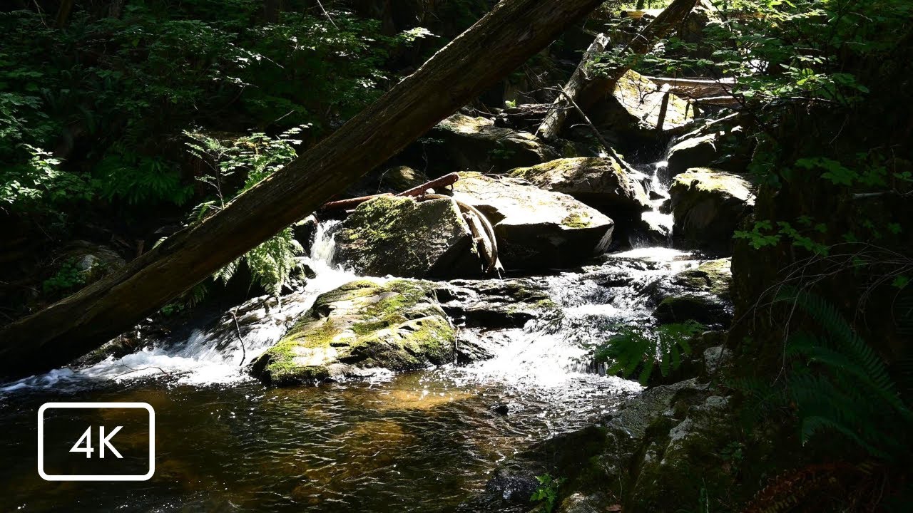 How to fall asleep? Watch this 4k nature video. For sleep, study, and ...