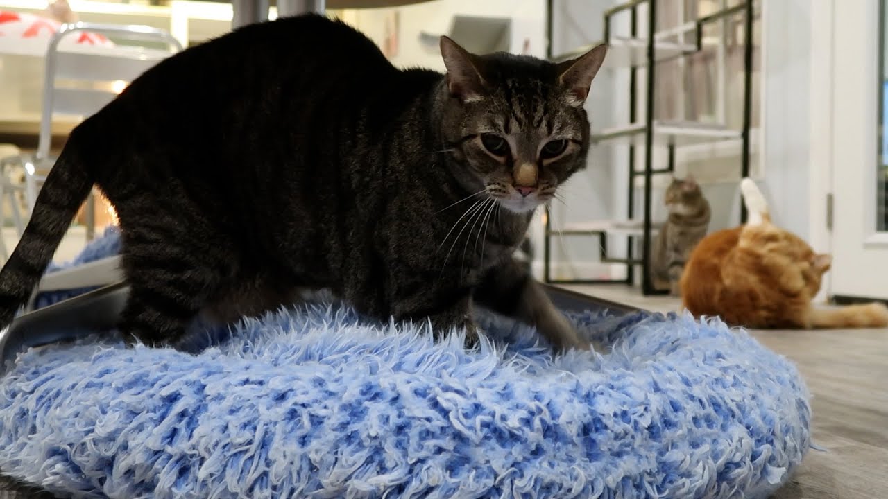 Cat boom chicka meow meows a bed - YouTube