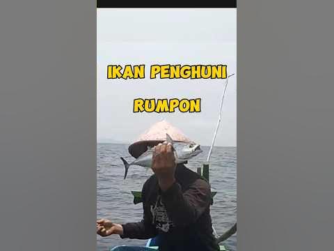 Dapat ikan penghuni RUMPON #youtubeshorts #mancing #ytmancing #fishing #duniamancingmania - YouTube