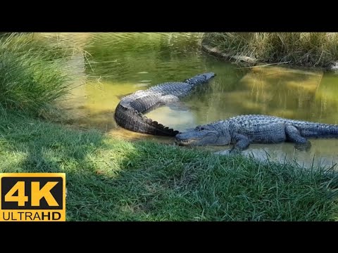 Top 10 killer Crocodile Moments| 4K Ultra HD🔥🔥
