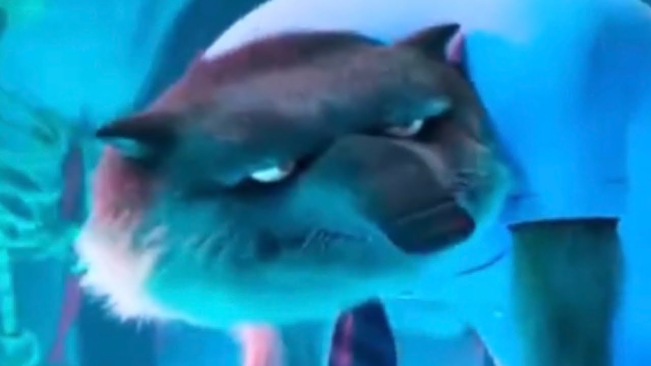 Hotel Transylvania 4 But its Wayne the Wolf being the Goodest Boi for ...