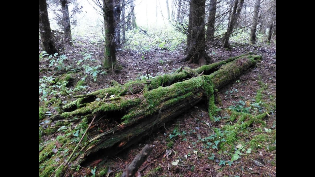 animals in the rotting logs or under rocks - YouTube