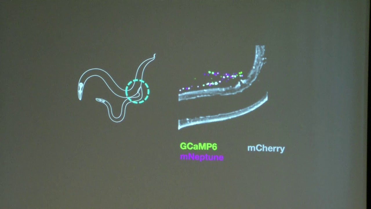 Whole Brain Imaging in C. Elegans Mating Behavior - YouTube